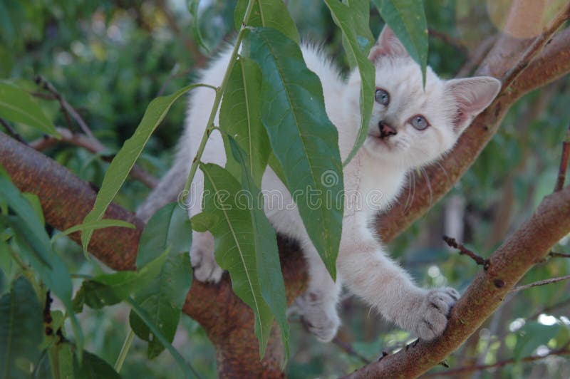 Kitten in tree stock photo. Image of plant, flower, tree - 203318828
