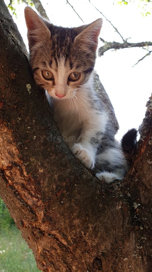 Kitten in tree stock image. Image of mammal, whiskers - 204233361