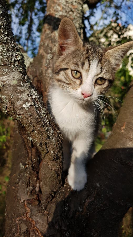 Kitten in tree stock photo. Image of flower, grass, mammal - 204233368
