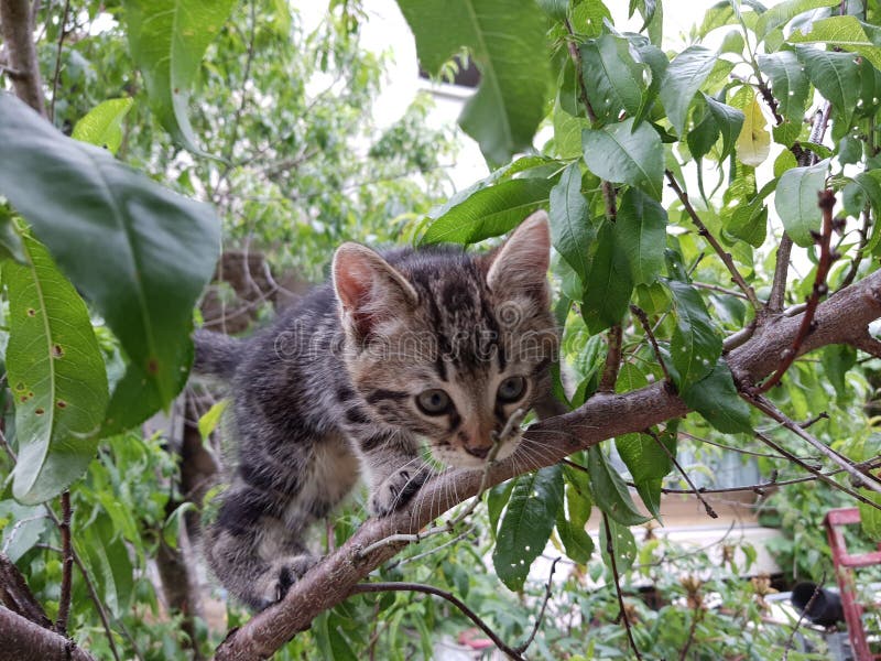 Kitten in tree stock photo. Image of branch, kitten - 204270542