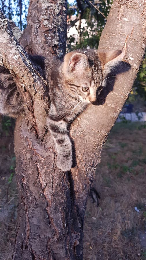 Kitten in tree stock photo. Image of tree, kitten, wildcat - 204198578