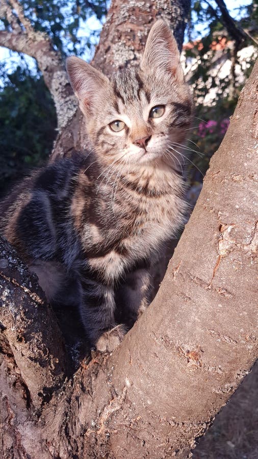 Kitten in tree stock photo. Image of wildcat, tree, flower - 204198604