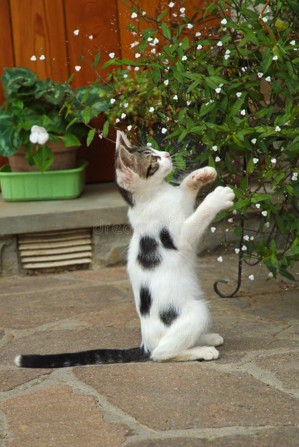 Kitten on two paws stock image. Image of game, shorthair - 45498805
