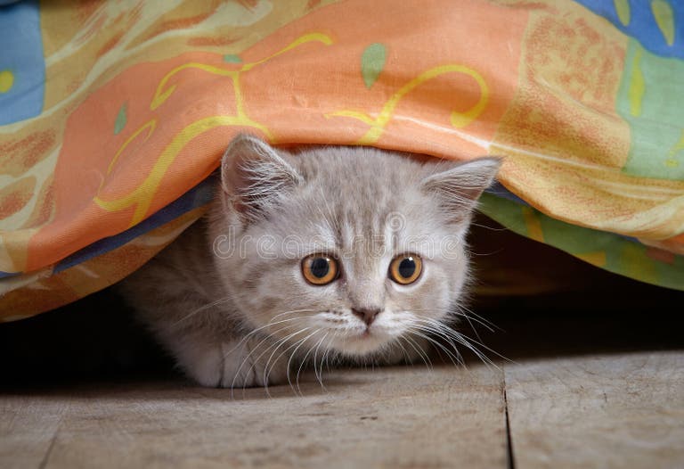 Kitten under bed stock photo. Image of looking, baby - 22927764