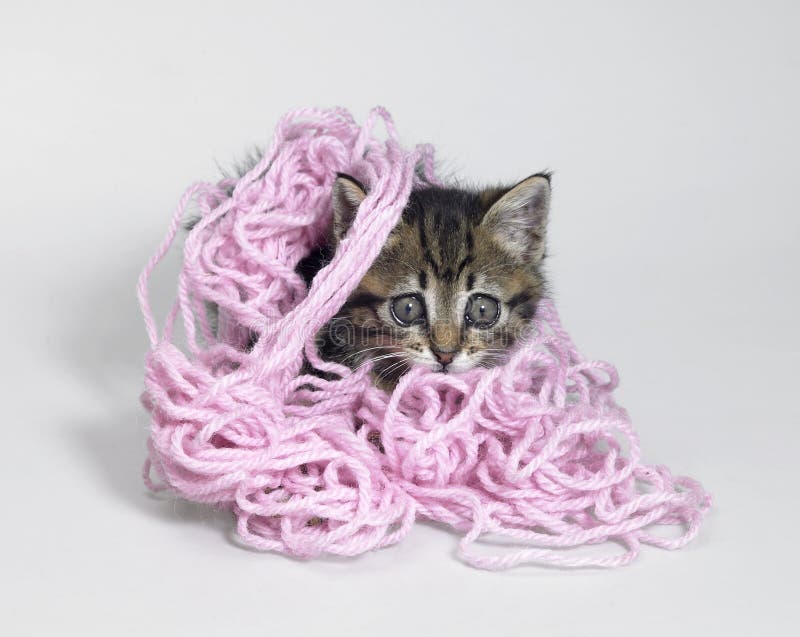 Kitten under wool stock photo. Image of hair, frisky - 33115406
