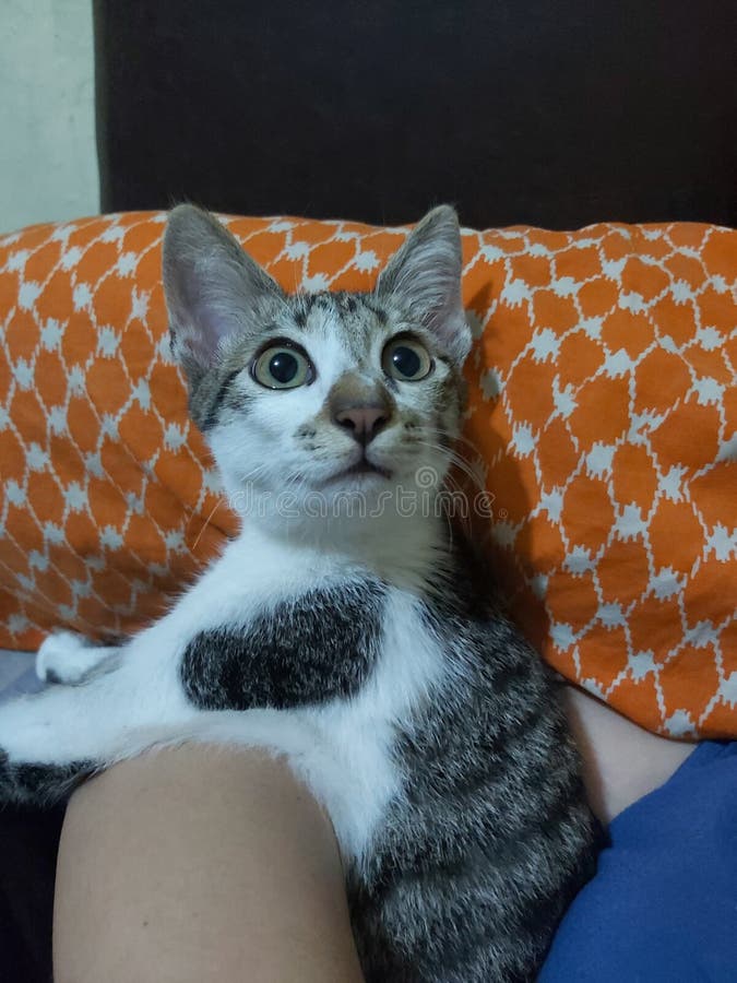 Kitten upset stock photo. Image of textile, mammal, animal - 211901748