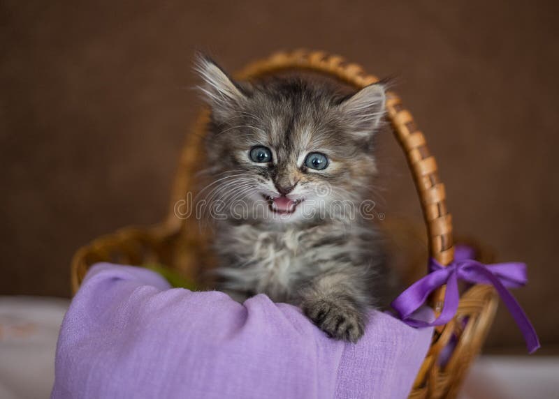 Kitten stock photo. Image of maket, friendship, animal - 62039770