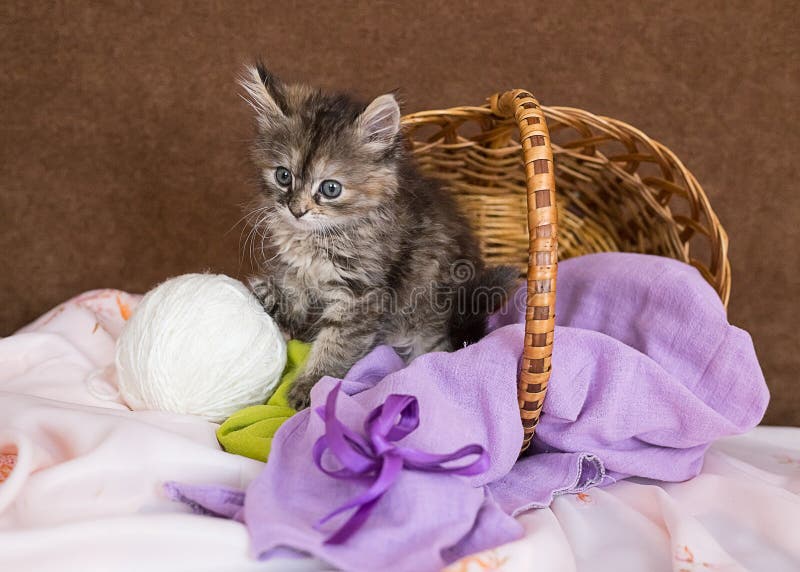 Kitten stock image. Image of surprise, desire, nice, gift - 62039883
