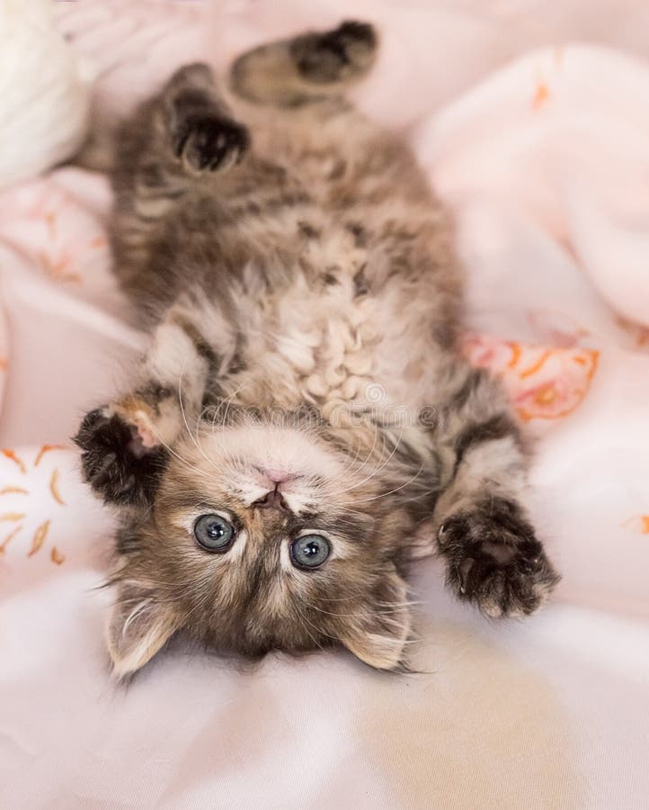 Kitten stock image. Image of weasel, laugh, caprice, childhood - 62040067