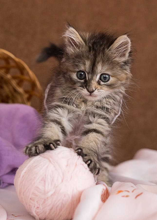 Kitten stock photo. Image of home, nice, tenderness, maket - 62044802