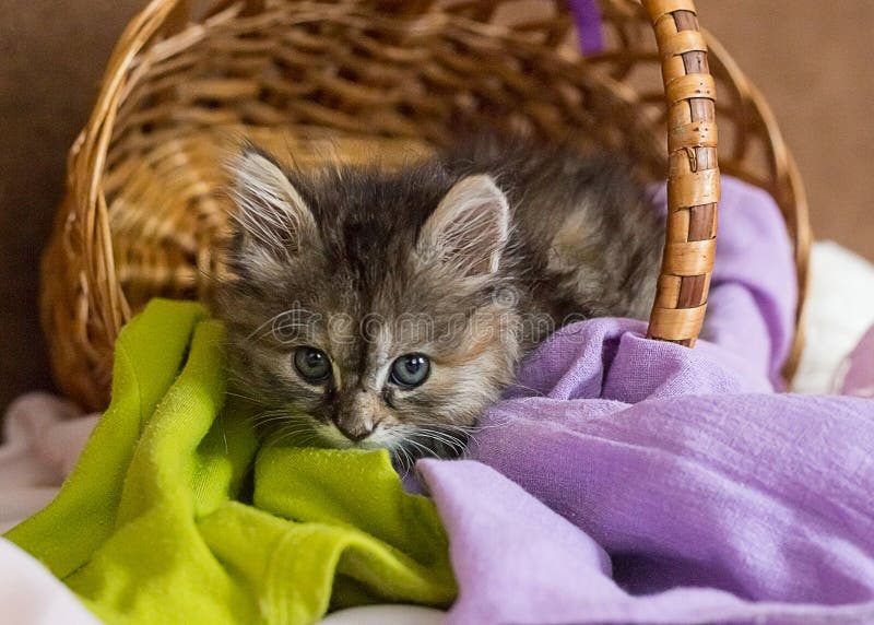 Kitten stock image. Image of caprice, surprise, tenderness - 62044841