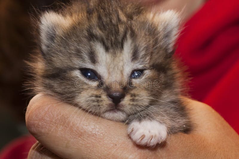 Kitten stock image. Image of hand, cats, cute, kittens - 55020353
