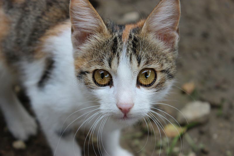Kitten Waiting for Affection Stock Photo - Image of animal, kitten ...