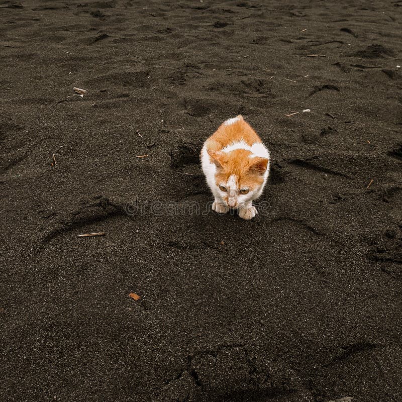 Kitten Who is Waiting for Breakfast in the Morning Stock Photo - Image ...