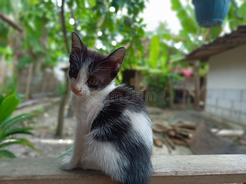A Kitten Waiting for the Rain To Stop Stock Photo - Image of rain, bird ...