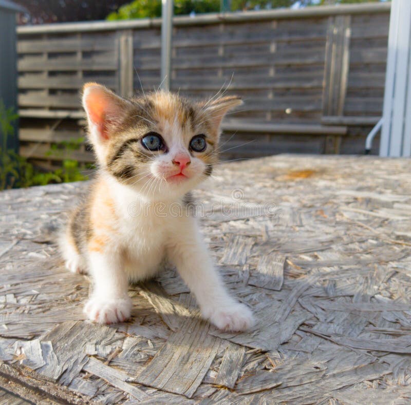 Kitten Who is Waiting for Breakfast in the Morning Stock Photo - Image ...