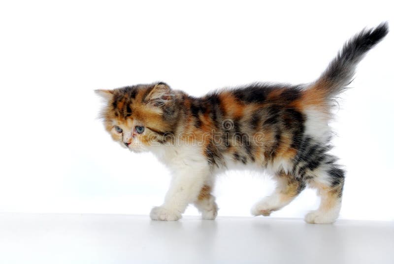 Kitten Walking Stock Images - Image: 3736304