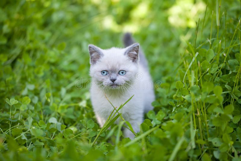 Kitten walking in clover stock image. Image of little - 62374469