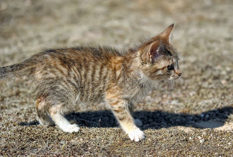 Kitten walking stock image. Image of mammal, pure, sand - 43087087