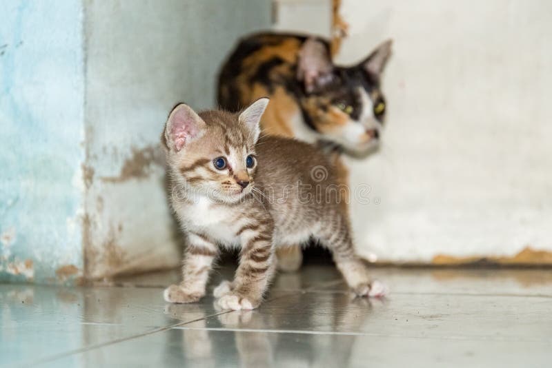 Kitten watching stock image. Image of animal, looking - 61002785