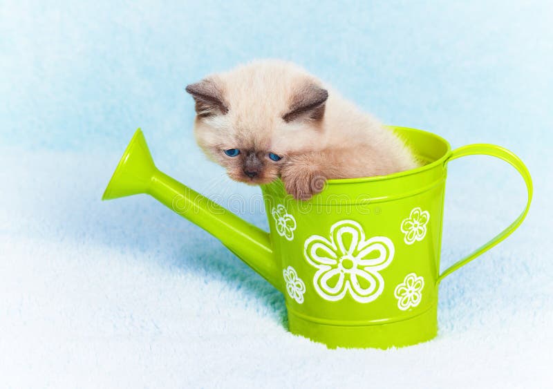 Kitten in the watering cat stock image. Image of young - 42807565