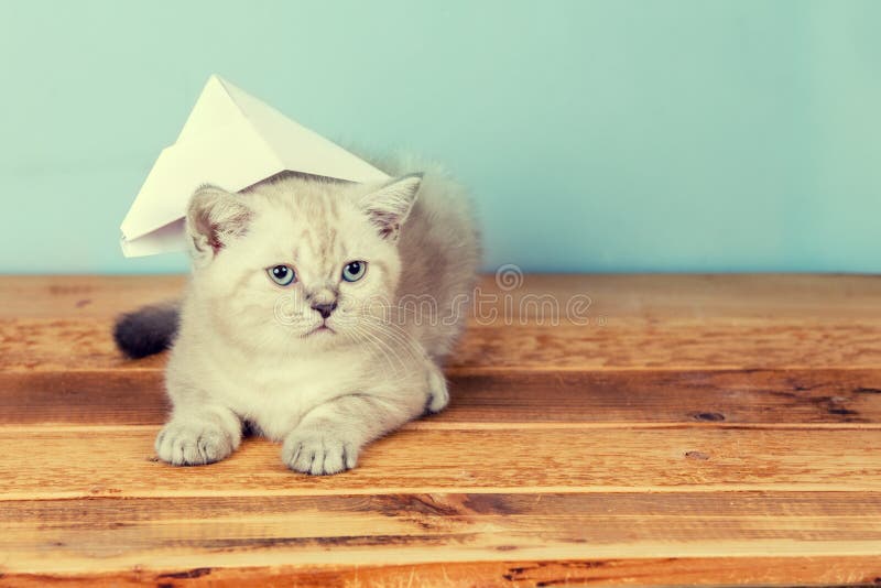 Kitten wearing paper hat stock image. Image of kitty - 75226783