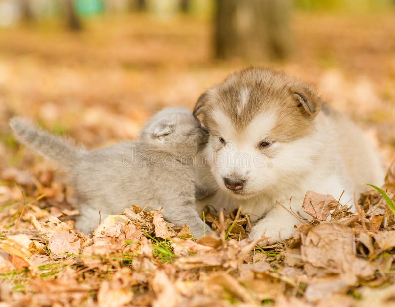 Cat Whispering in the Ear of a Dog Secrets. Isolated on White Stock ...