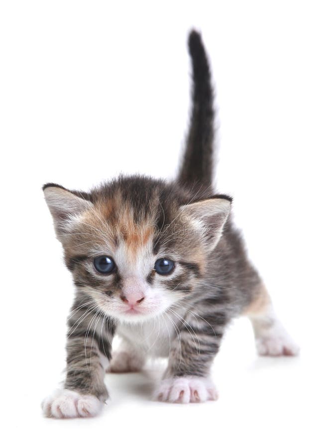 Kitten on White Background stock image. Image of looking - 30329335
