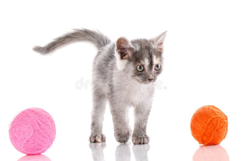 A Kitten on a White Background. the Cat is Playing with the Ball Stock ...
