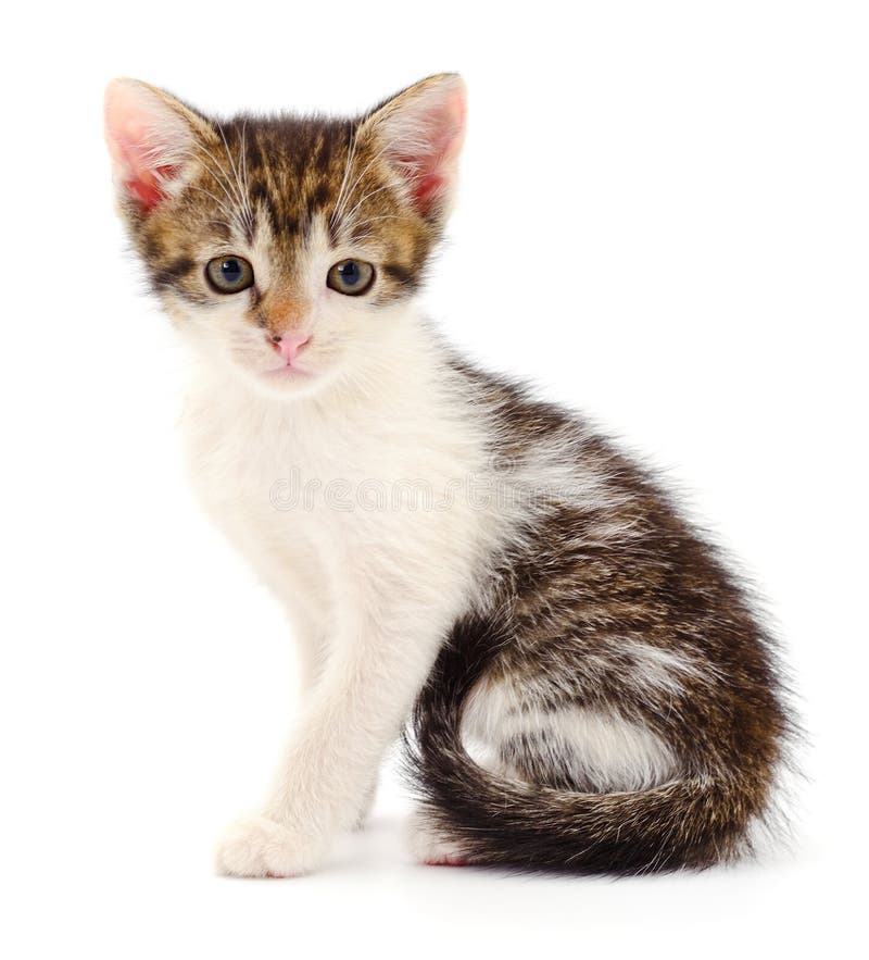 Kitten on White Background. Stock Image - Image of beautiful, cute ...
