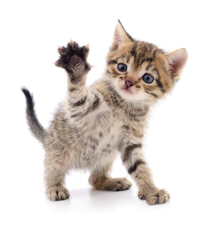 Kitten on White Background. Stock Image - Image of small, cute: 101781497