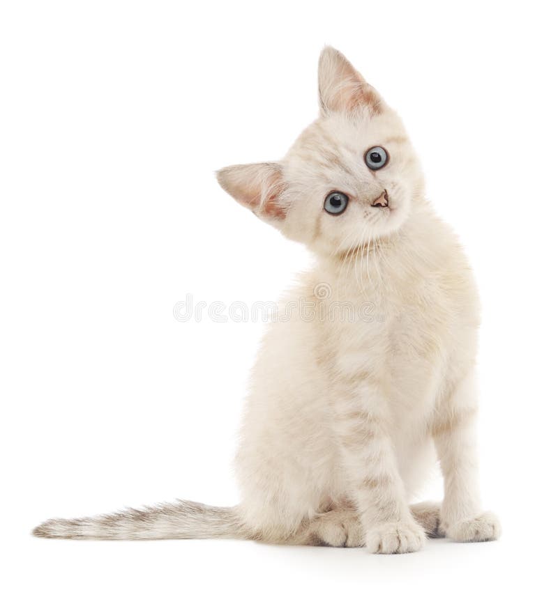 Kitten on a White Background Stock Photo - Image of isolated, pets ...