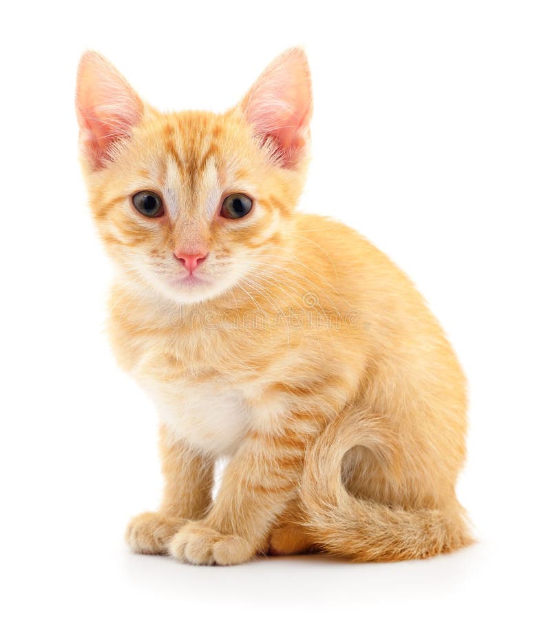32,846 Yellow Kitten White Background Photos - Free & Royalty-Free ...