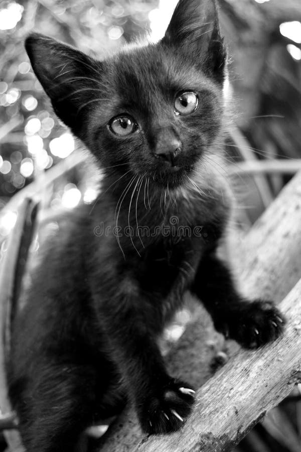 Kitten stock photo. Image of prime, hair, angry, kitten - 30770738