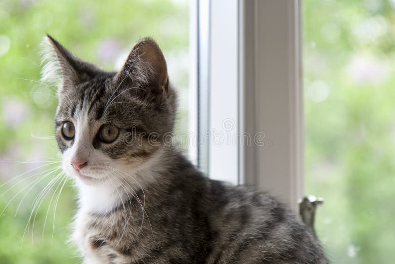 Scared cat stock image. Image of scared, wheel, animal - 11800891