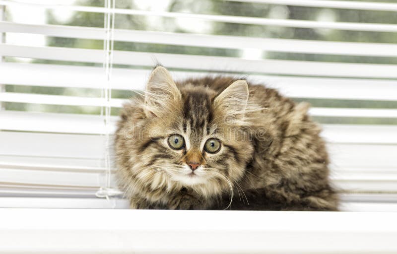 Kitten on a window sill stock image. Image of tabby, comfortable - 72897031