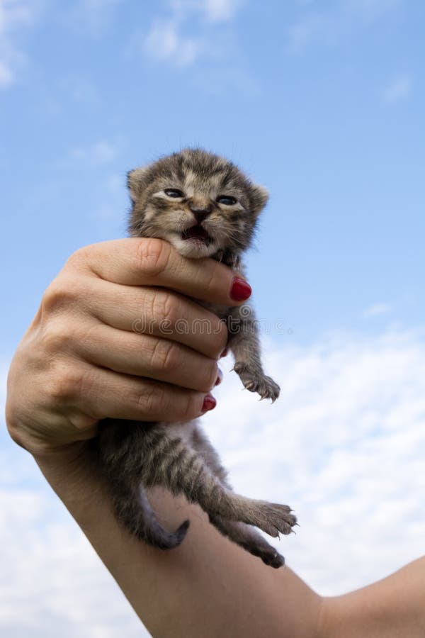 Kitten in the woman s palm stock photo. Image of tabby - 76961778