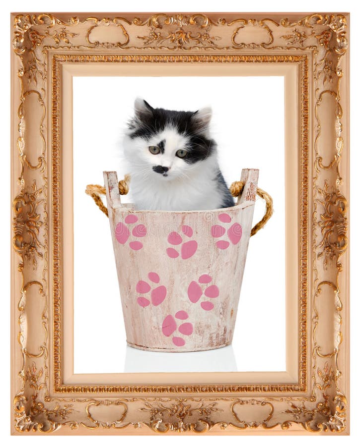 Kitten in Wooden Bucket in the Classic Frame Stock Image - Image of ...