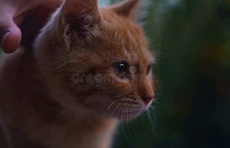Kitten stock photo. Image of little, yellow, puss, funny - 237181004