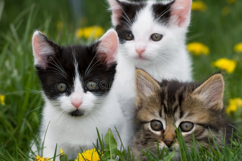 Kittens stock image. Image of kits, kitty, rest, loving - 14109443