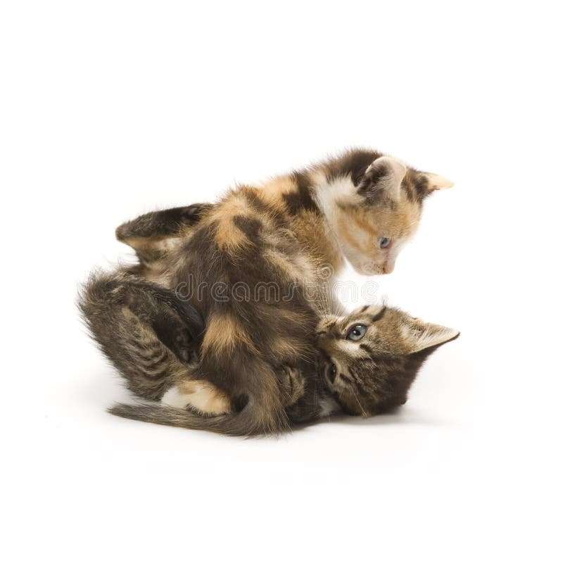 Pouncing Kitten stock image. Image of paws, kitty, striped - 19123471
