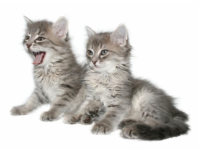 Two newborn kittens stock photo. Image of cats, pets, friendly - 2405604