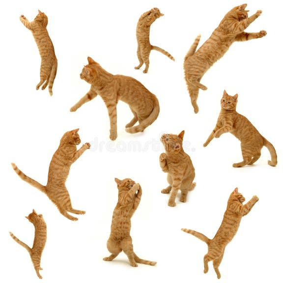 681 Cat Action Pose Stock Photos - Free & Royalty-Free Stock Photos ...