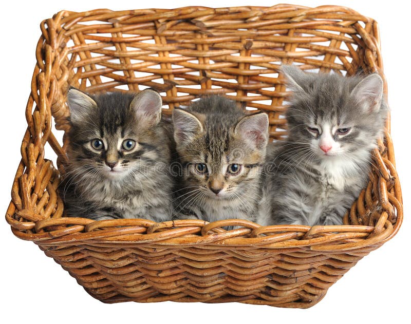 Adorable Siamese Kittens in a Basket Stock Image - Image of purebred ...