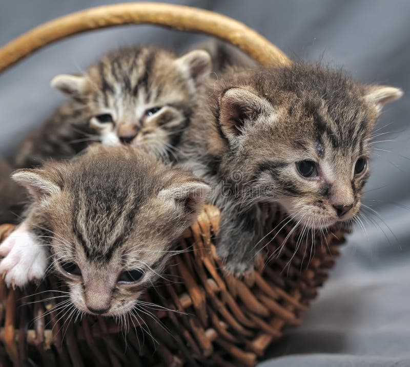 Kittens in a basket stock image. Image of child, black - 19309555