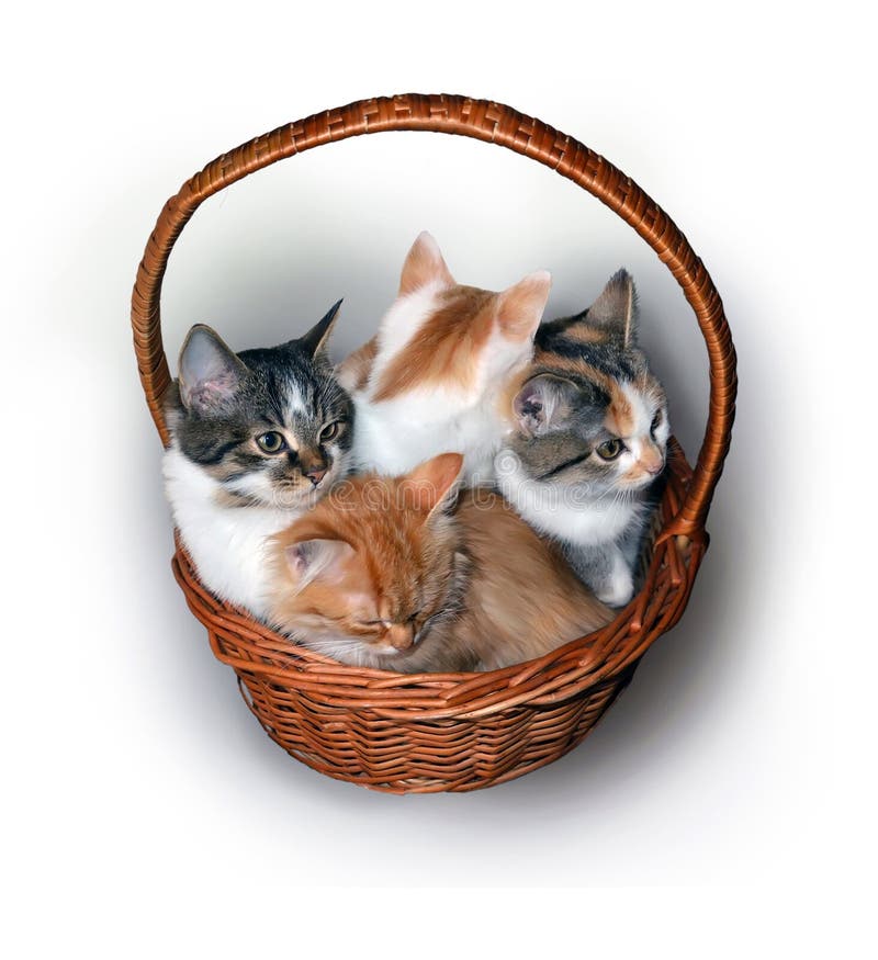 Kittens in a basket stock photo. Image of veterinary - 91025208