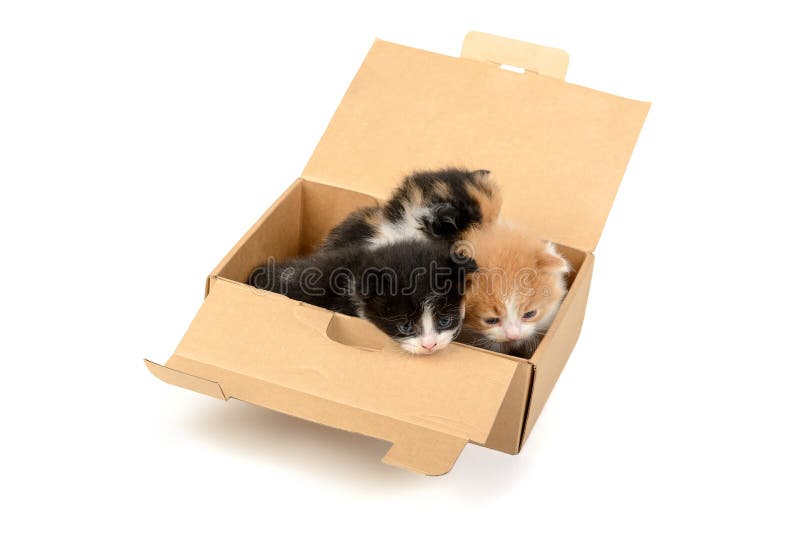 Kittens in a box stock photo. Image of small, isolated - 34133192