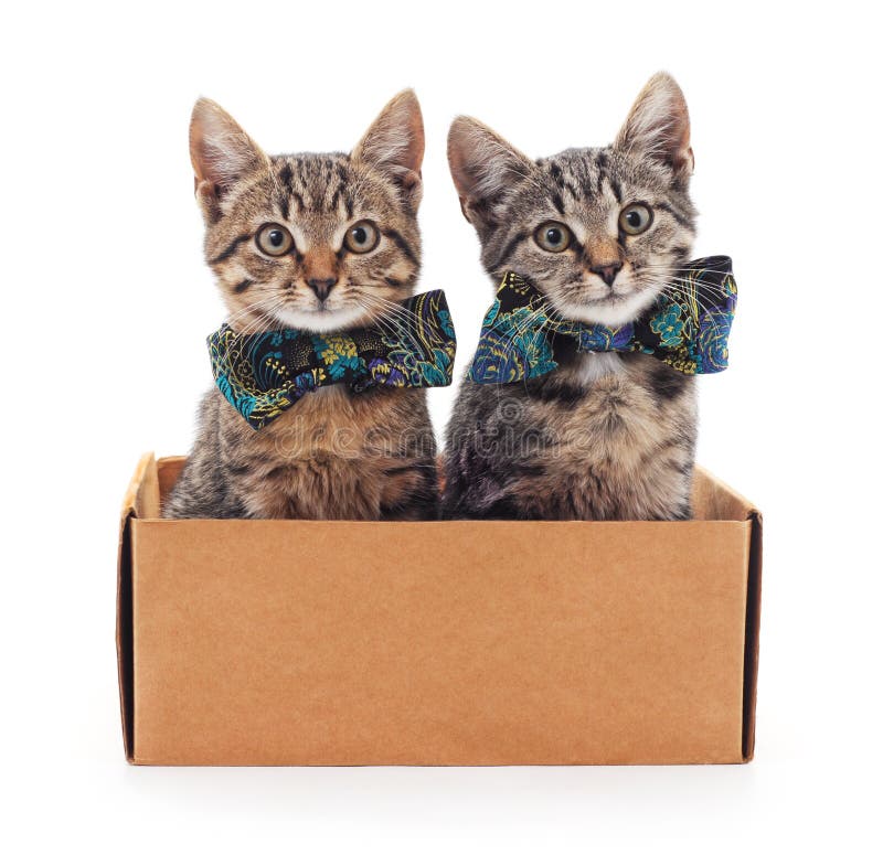 Kittens in the box. stock image. Image of brown, placard - 59683143