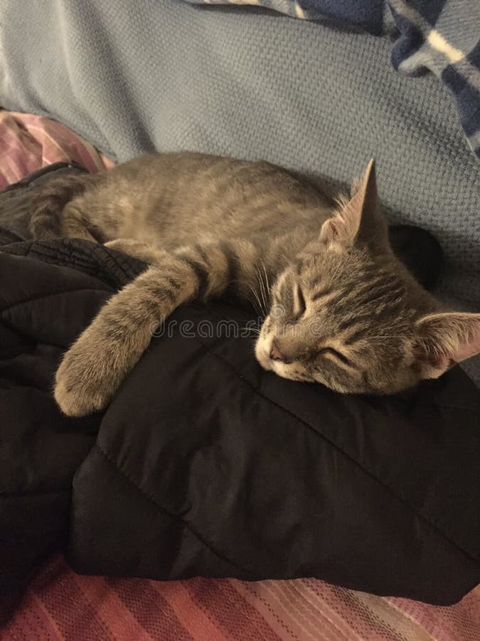 Kittens and Cats in the Home Stock Image - Image of fields, scenary ...