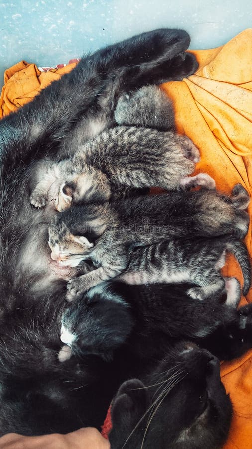 The kittens and cats mom stock photo. Image of kittens - 261884228
